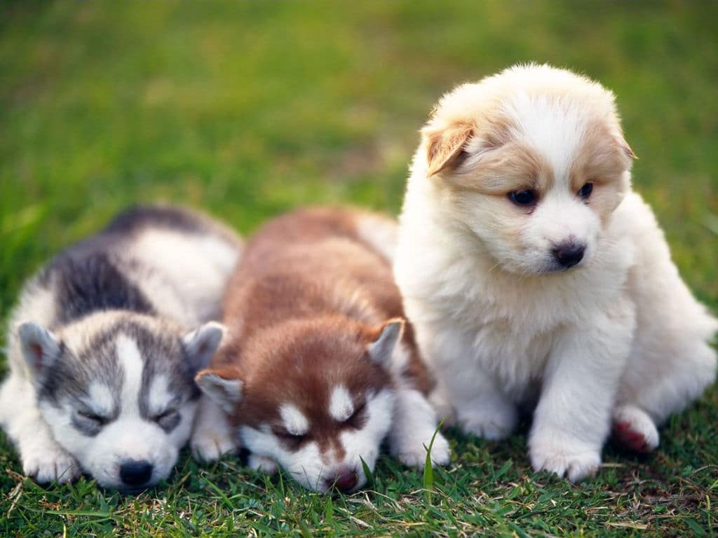 Your Dog Won't Lie Down - Why and What To Do