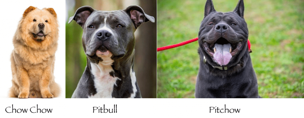 Top 33+ Ridiculously Adorable Pitbull Mixes You Will Love in 2021
