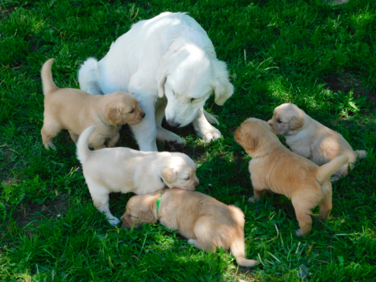 Top 15 Best Golden Retriever Breeders in Wisconsin (WI)