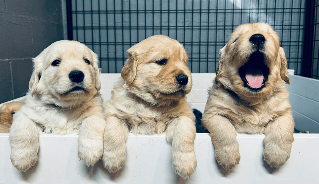 Top 40 Best Golden Retriever Breeders in Michigan (MI)