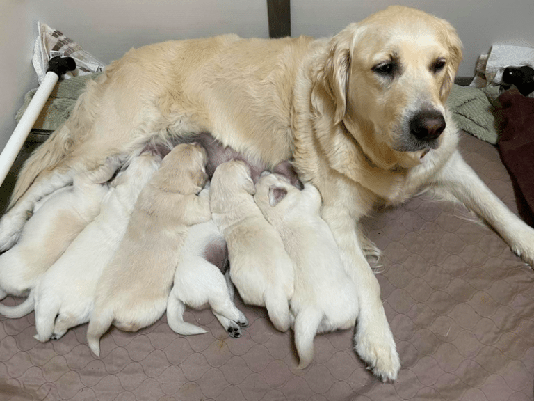 Top 40 Best Golden Retriever Breeders in Michigan (MI)