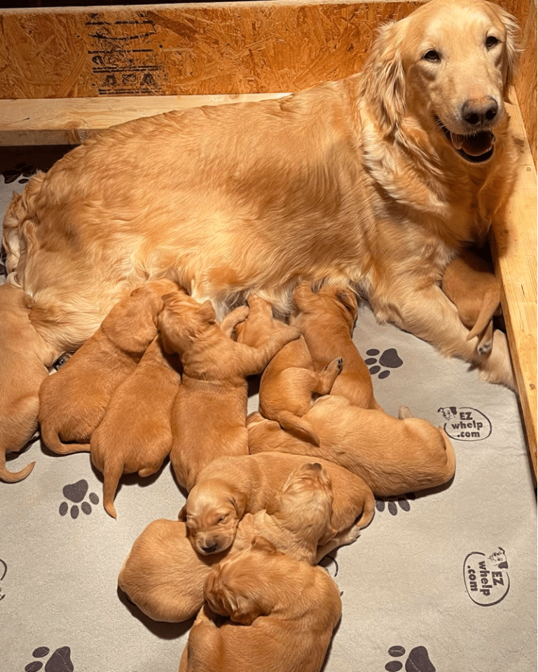 Top 40 Best Golden Retriever Breeders in Michigan (MI)