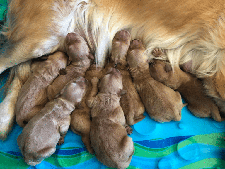 Top 40 Best Golden Retriever Breeders in Michigan (MI)