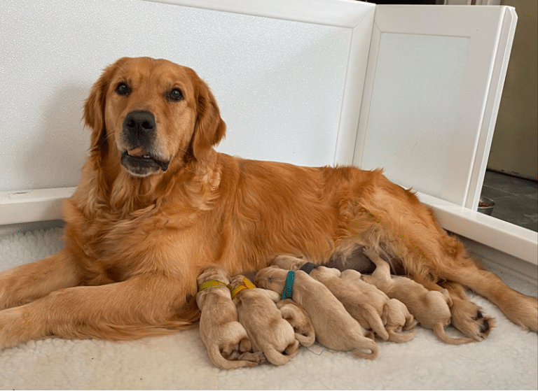 Top 14 Best Golden Retriever Breeders In Florida (FL)
