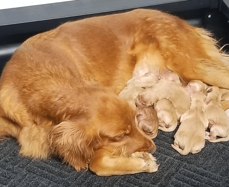 Top 14 Best Golden Retriever Breeders In Florida (FL)