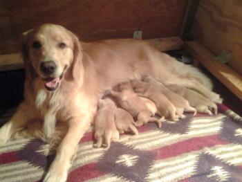 Top 10 Best Golden Retrievers Breeders in Pennsylvania (PA)