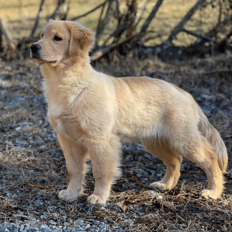Top 23 Golden Retriever Breeders In Georgia (GA)