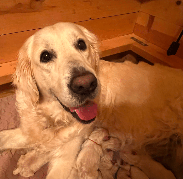 Top 13 Best Golden Retriever Breeders in Tennessee (TN)