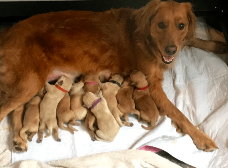 Top 23 Golden Retriever Breeders In Georgia (GA)