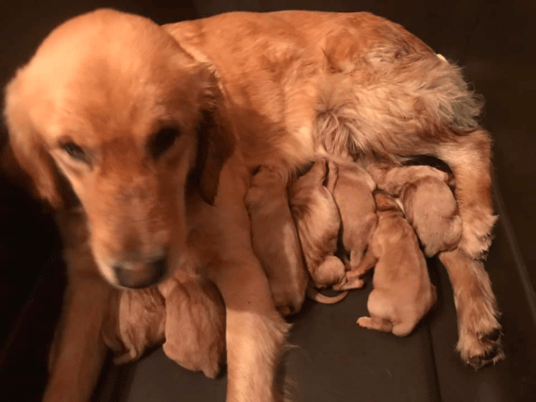 Top 13 Best Golden Retriever Breeders in Tennessee (TN)