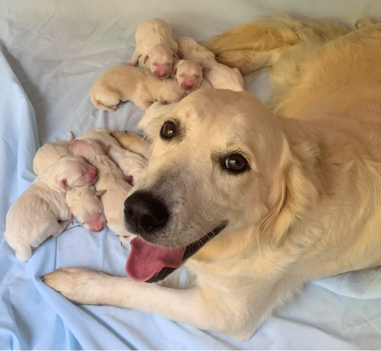 Top 23 Golden Retriever Breeders In Georgia (GA)