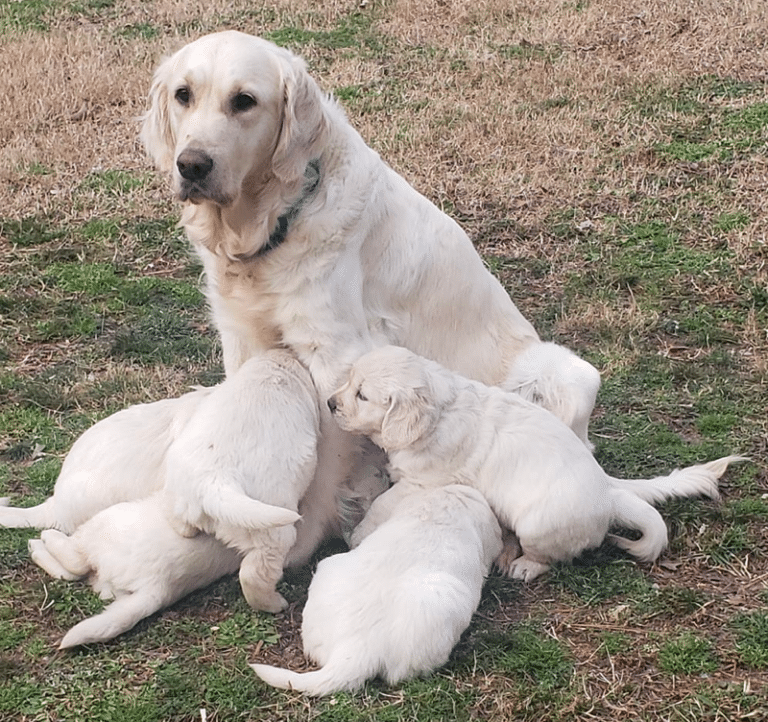 Top 23 Golden Retriever Breeders In Georgia (GA)