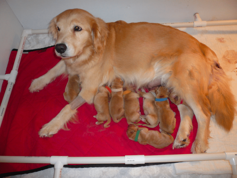 Top 23 Golden Retriever Breeders In Georgia (GA)