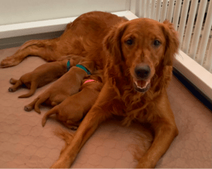 Red Golden Retrievers: Differences, Temperament, Health and Care