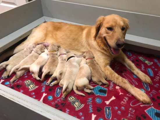 Top 10 Best Golden Retriever Breeders In South Carolina (SC)