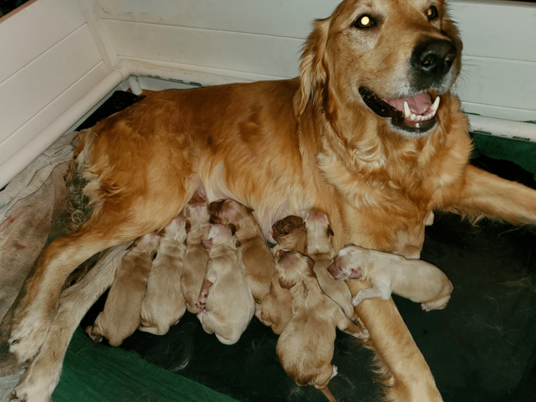 Top 10 Best Golden Retriever Breeders In South Carolina (SC)