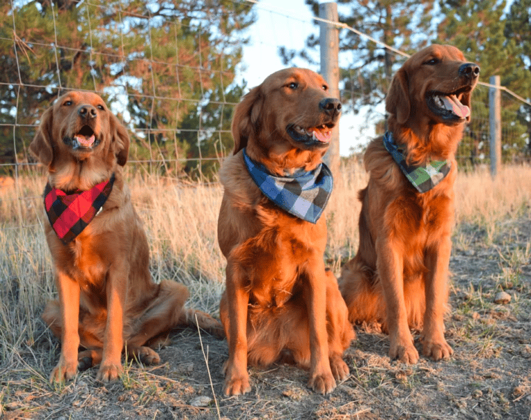 Red Golden Retriever: Are They Really More Hyper? (2026 Truth)