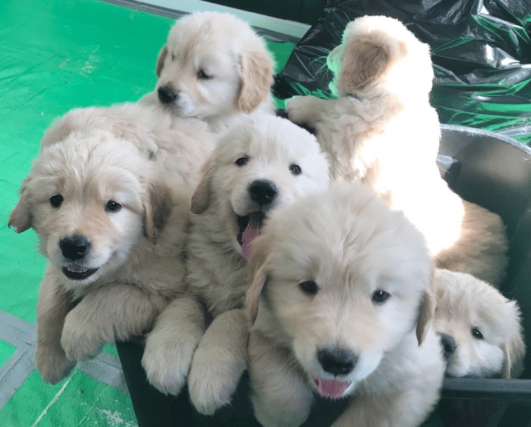 Top 14 Best Golden Retriever Breeders In Massachusetts (MA)