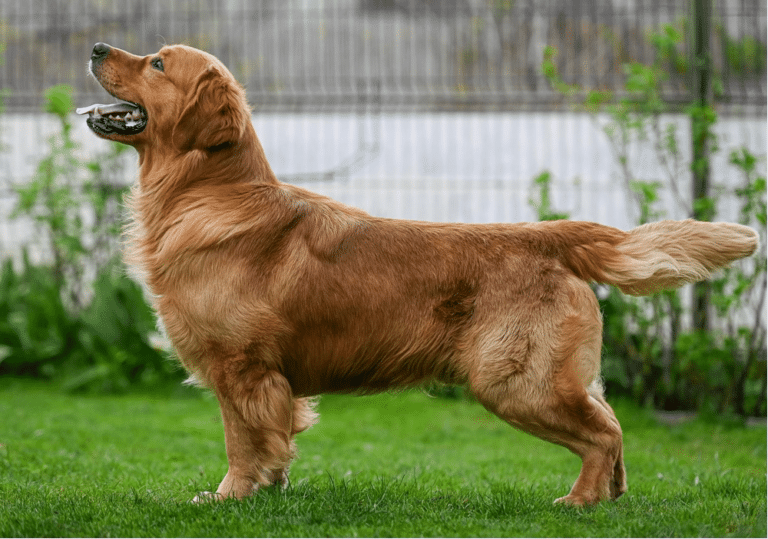 Different Types of Golden Retrievers: Colors and Patterns [With Pictures]