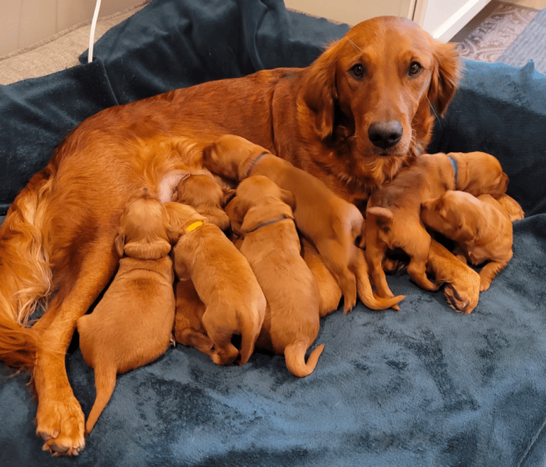Red Golden Retrievers: Are They More Hyper? (2026 Truth)