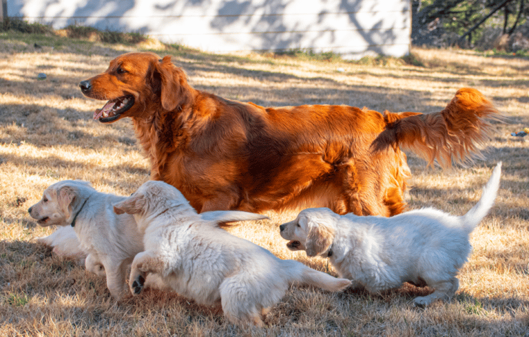Top 37 Best Golden Retriever Breeders In Texas (TX)