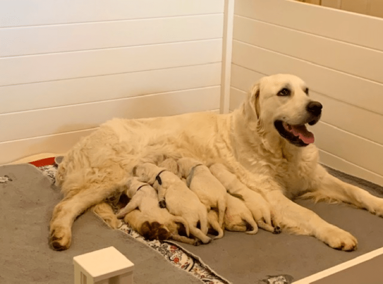 Top 10 Best Golden Retriever Breeders In South Carolina (SC)