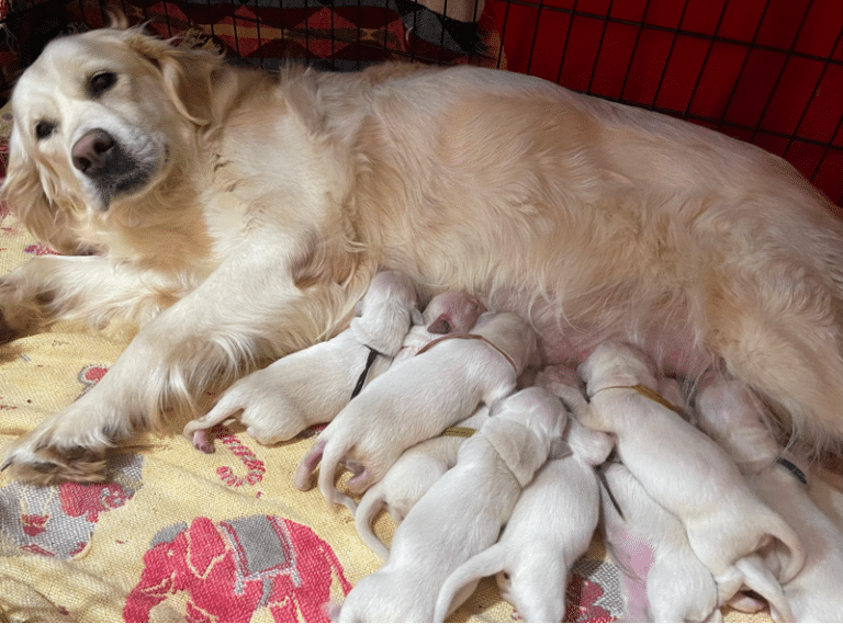 Top 26 Best Golden Retriever Breeders in New York (NY)