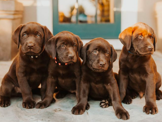 Top 12 Best Labrador Retriever Breeders in California (CA)