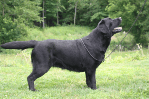 Top 19 Best Labrador Retriever Breeders in Ohio (OH)