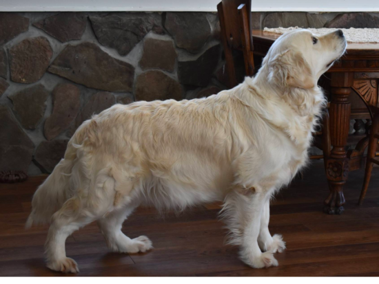 English Cream Golden Retriever: Interesting Facts you Should Know
