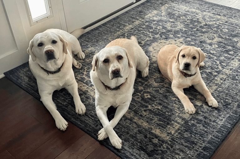 Top 11 Best Labrador Retriever Breeders in Michigan (MI)