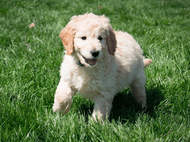 Top 18 Best Goldendoodle Breeders in Ohio (OH)