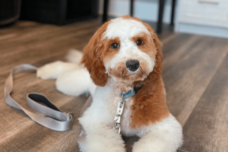Top 18 Best Goldendoodle Breeders in Ohio (OH)