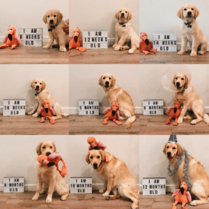 Raising Your Golden Retriever Puppy to Adulthood: Weight Growth Chart