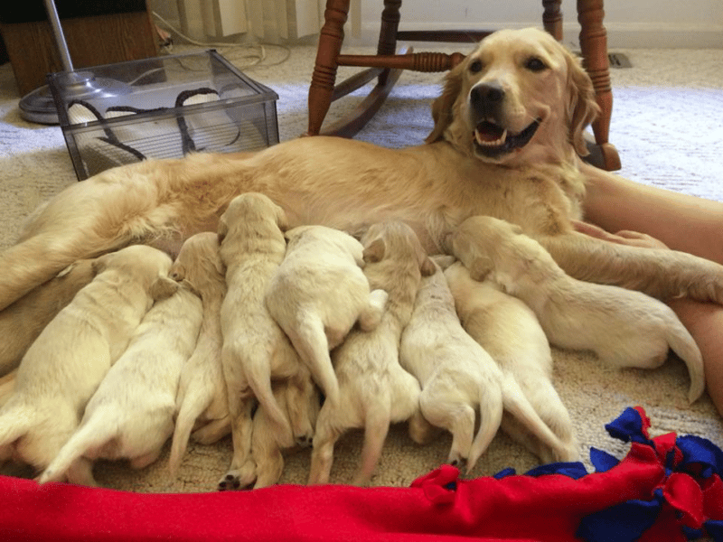 Top 7 Best Miniature Golden Retriever Breeders in the USA