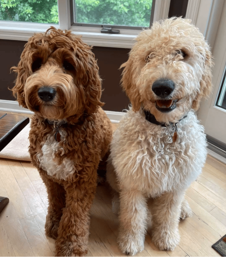 Goldendoodle (Golden Retriever Poodle Mix): The Complete Guide