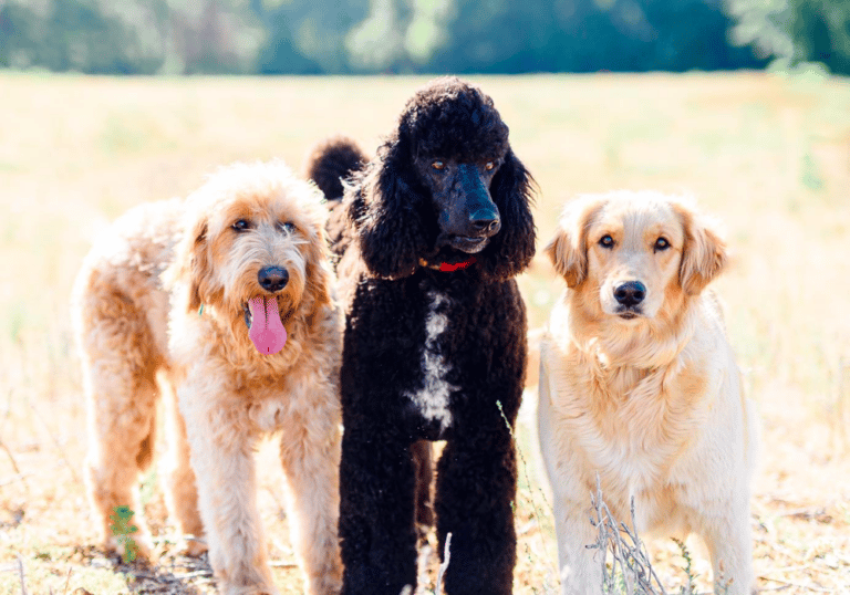 Goldendoodle (Golden Retriever Poodle Mix): The Complete Guide