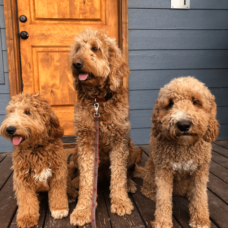 Goldendoodle (Golden Retriever Poodle Mix): The Complete Guide