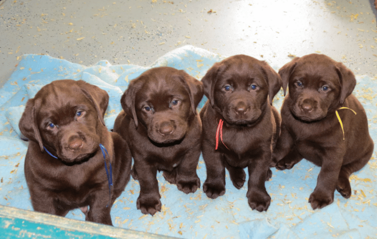 Top 12 Best Labrador Retriever Breeders in California (CA)