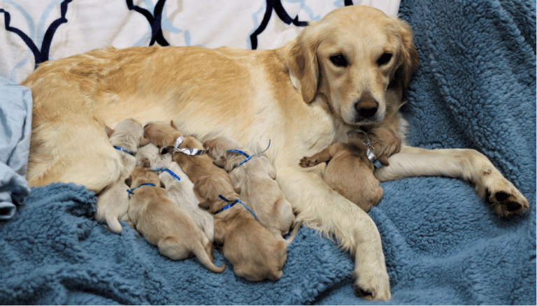 Top 7 Best Miniature Golden Retriever Breeders in the USA
