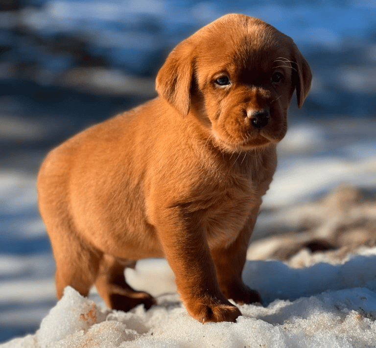 Top 11 Best Labrador Retriever Breeders in Michigan (MI)