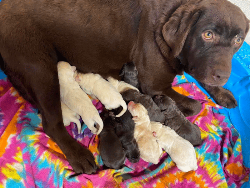 Top 19 Best Labrador Retriever Breeders in Ohio (OH)