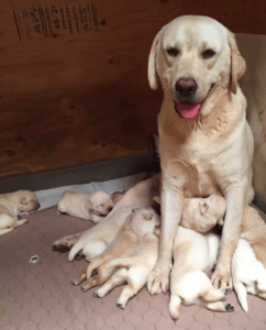 Top 12 Best Labrador Retriever Breeders in California (CA)