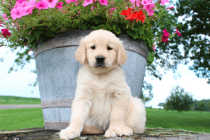 Top 12 Most Reputable Golden Retriever Breeders in Indiana (IN)