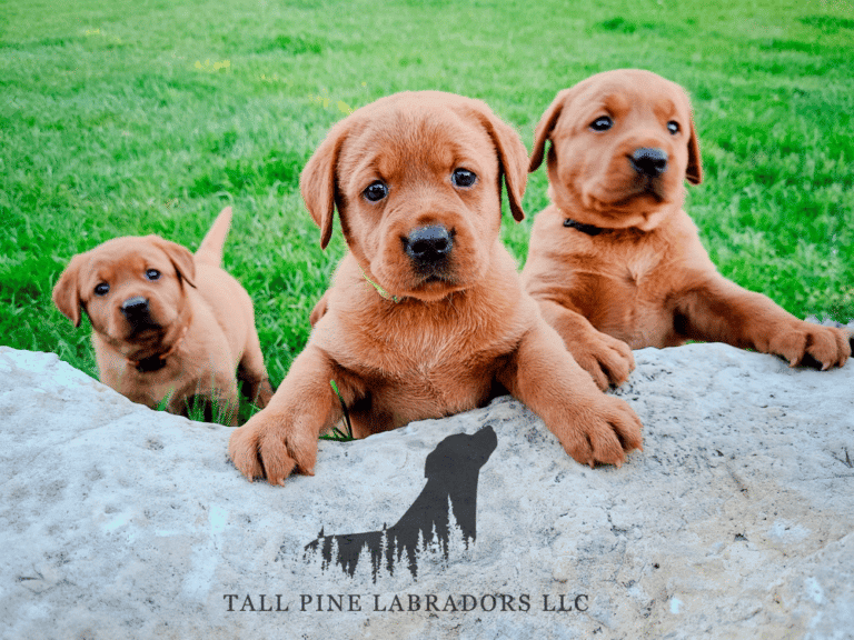 Top 11 Best Labrador Retriever Breeders in Michigan (MI)