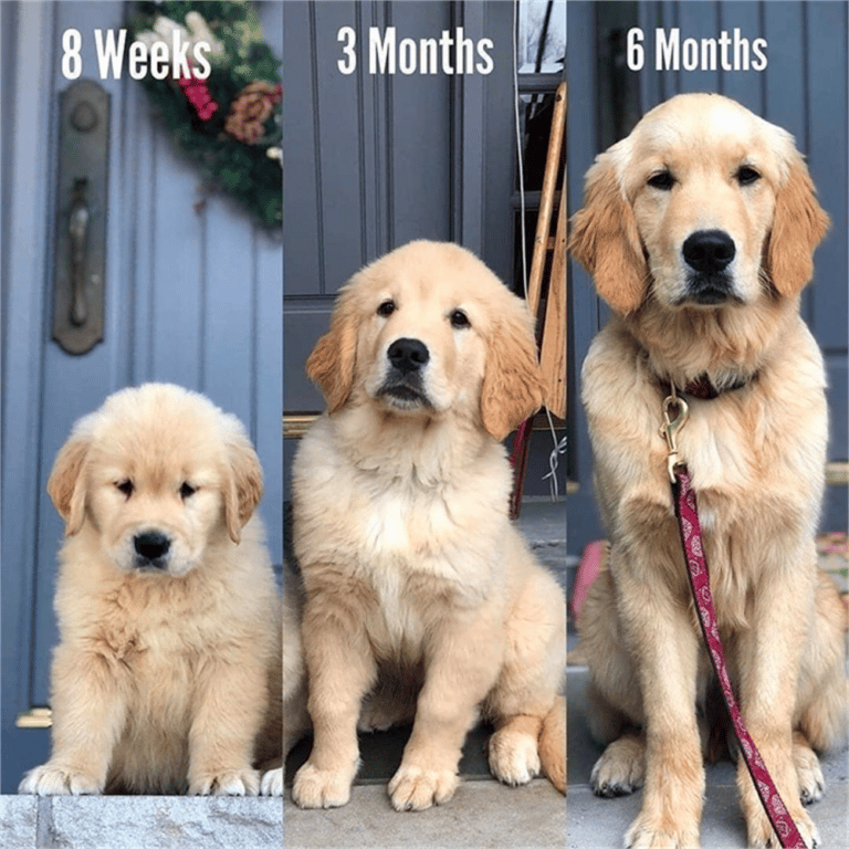 Raising Your Golden Retriever Puppy to Adulthood: Weight Growth Chart