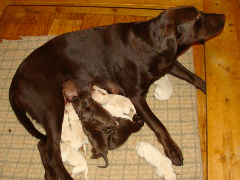 Top 10 Best Labrador Retriever Breeders in Colorado (CO)