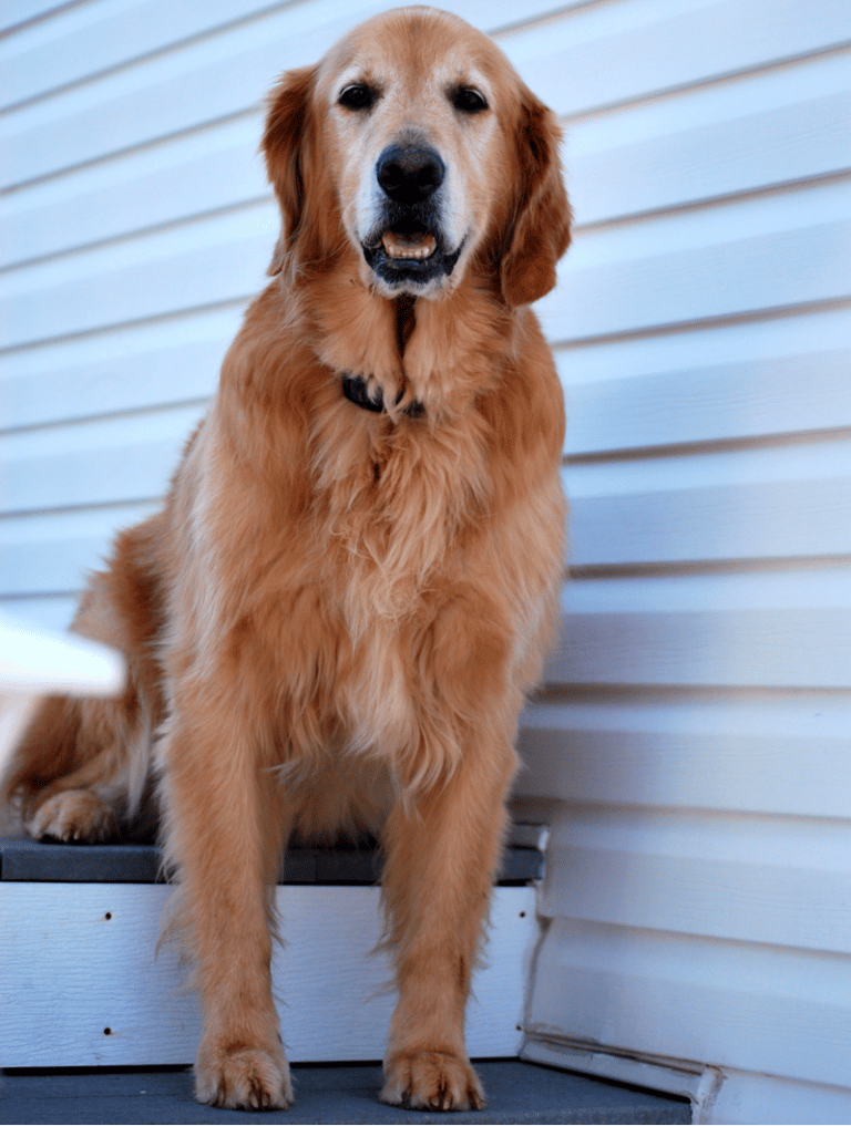 What to Expect and How to Care Your Senior Golden Retriever