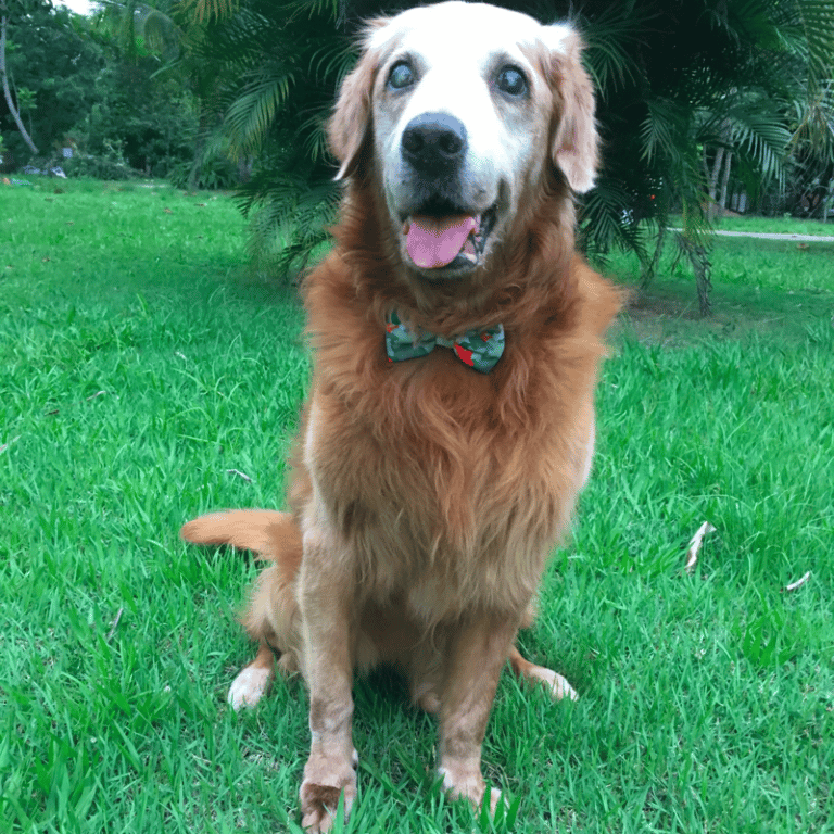 What to Expect and How to Care Your Senior Golden Retriever
