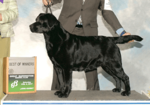 Top 11 Best Labrador Retriever Breeders In Maine (ME)